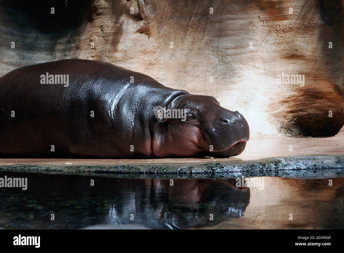 Pigmy hippo hi-res stock photography and images - Alamy