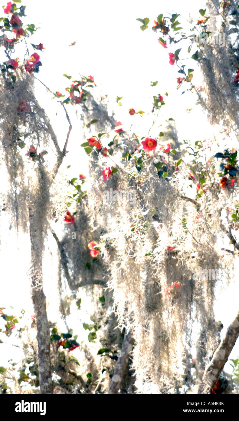 Camellia Tree, Camellias Stock Photo - Alamy