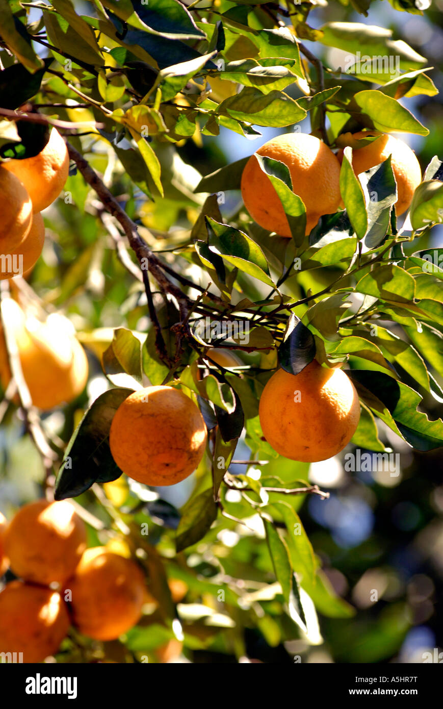 Oranges Orange Tree Stock Photo - Alamy