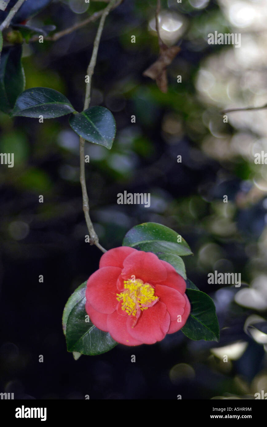 Camellia camelia hi-res stock photography and images - Alamy