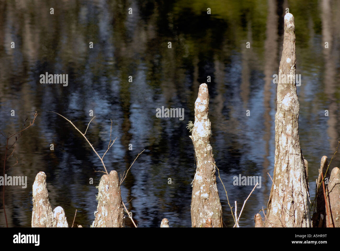 Roots of Cypress Tree Stock Photo - Alamy