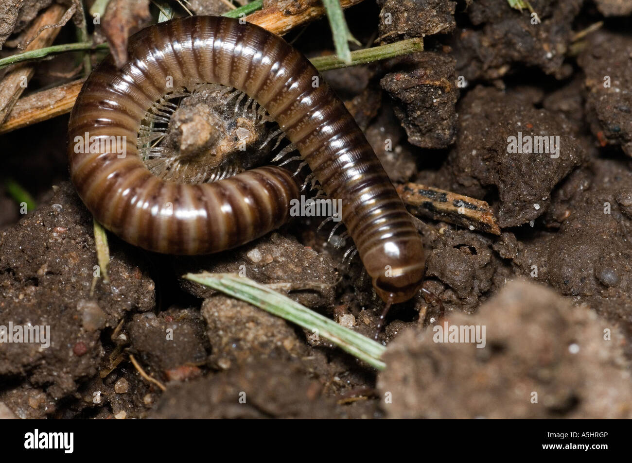 Curled up millipede hi-res stock photography and images - Alamy