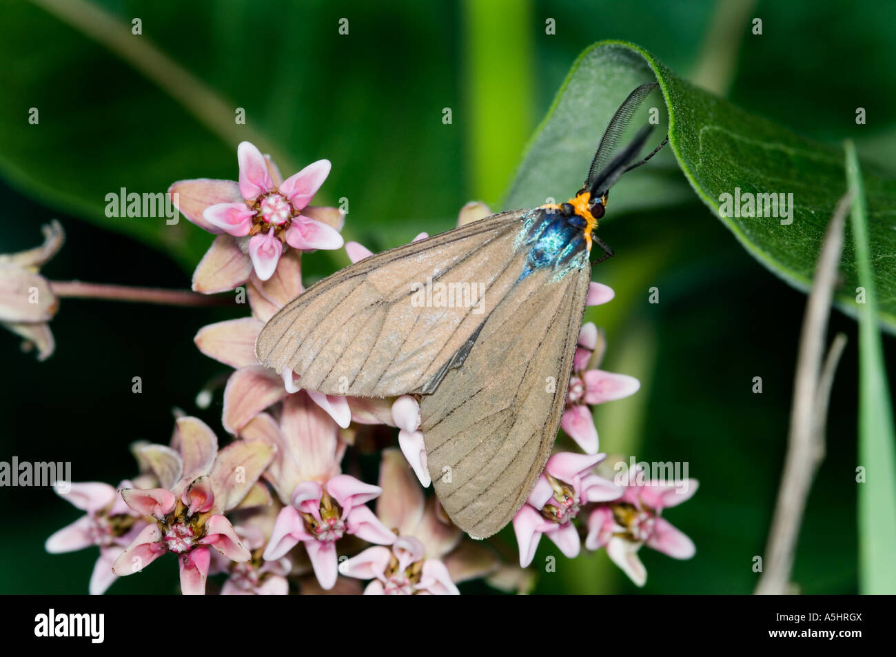 Virginia Ctenucha Moth Ctenucha virginica resting on a milkweed flower ...