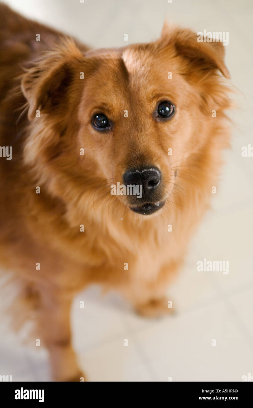 Portrait of a very cute golden dog Stock Photo - Alamy