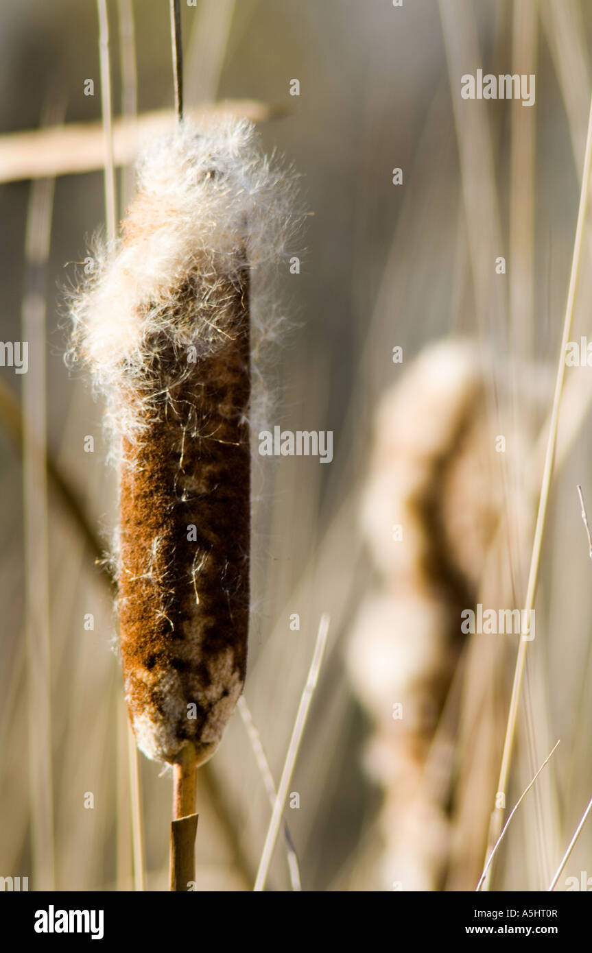 Tall marsh plant bullrush seed hi-res stock photography and images - Alamy