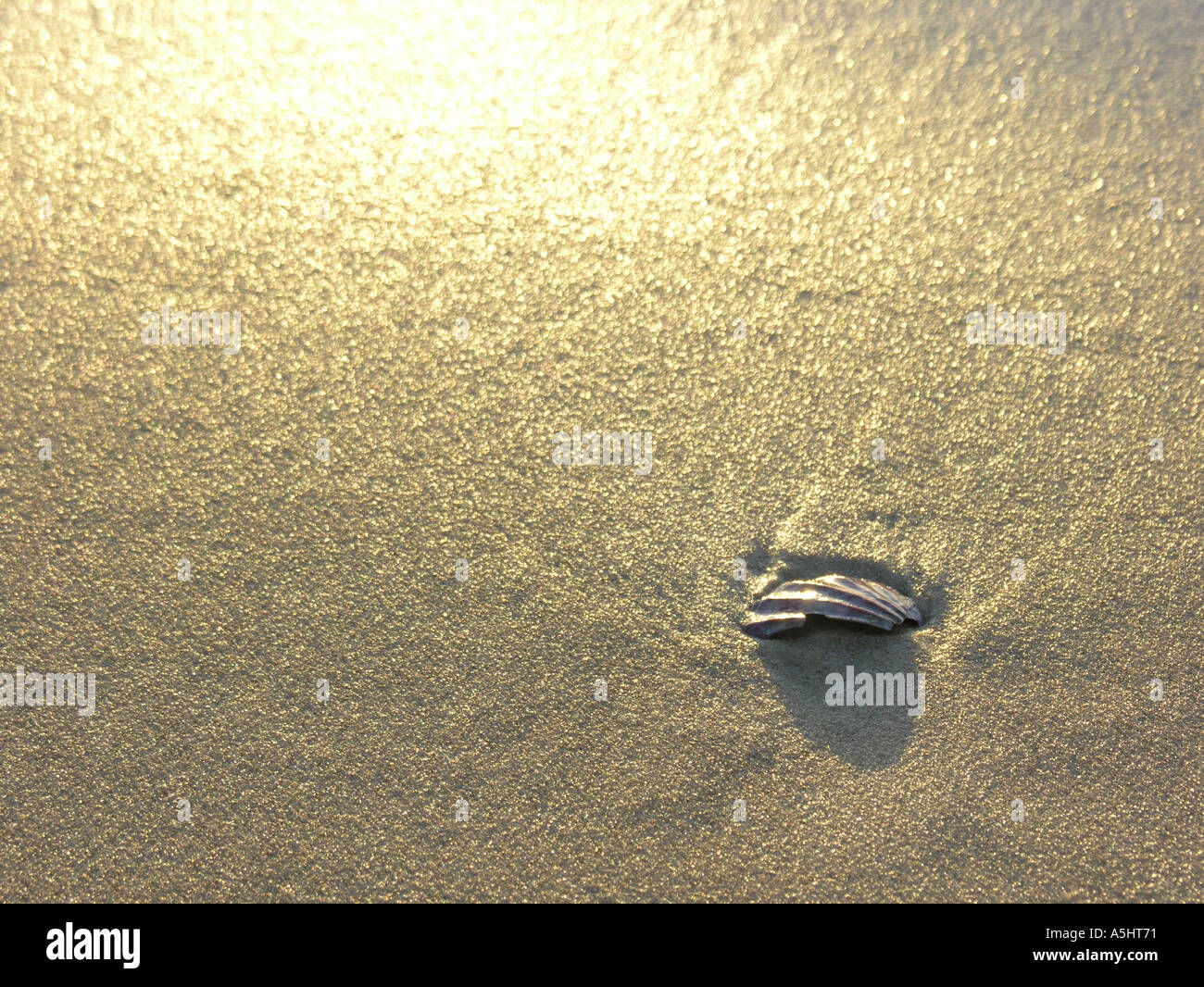Shell in sparkling wet sand Stock Photo - Alamy
