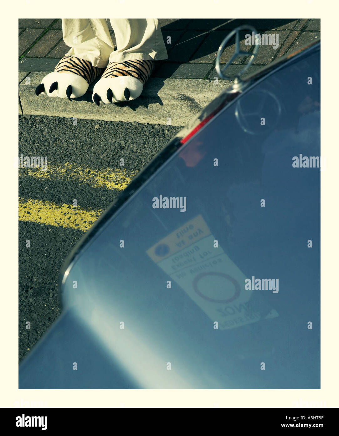 Tiger paws feet paw hi-res stock photography and images - Alamy