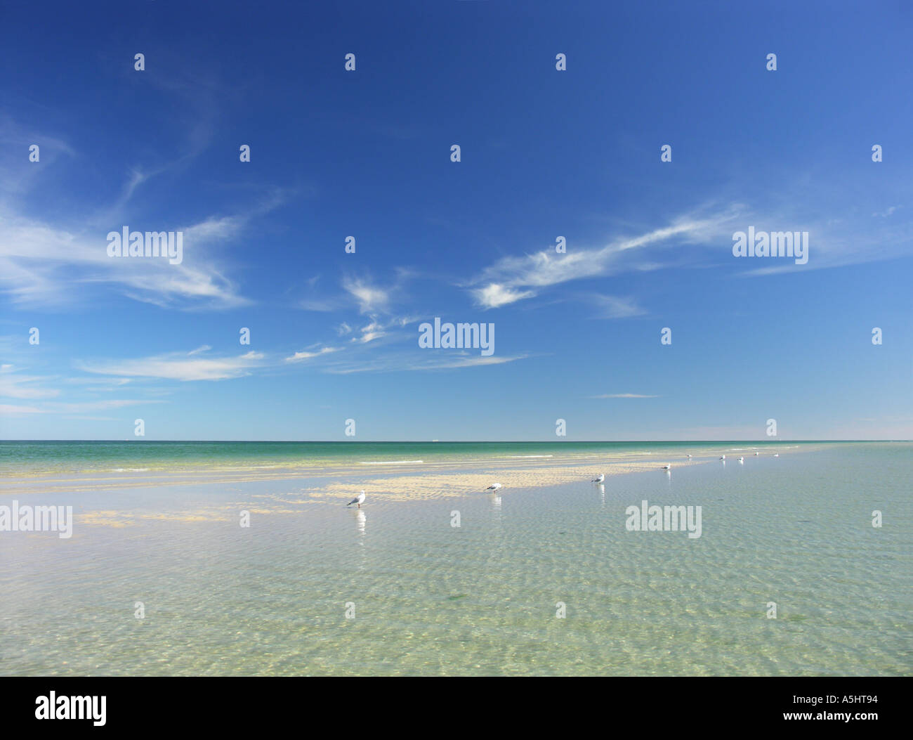 White gulls on a sand bar in lagoon with clear shallow water Stock ...