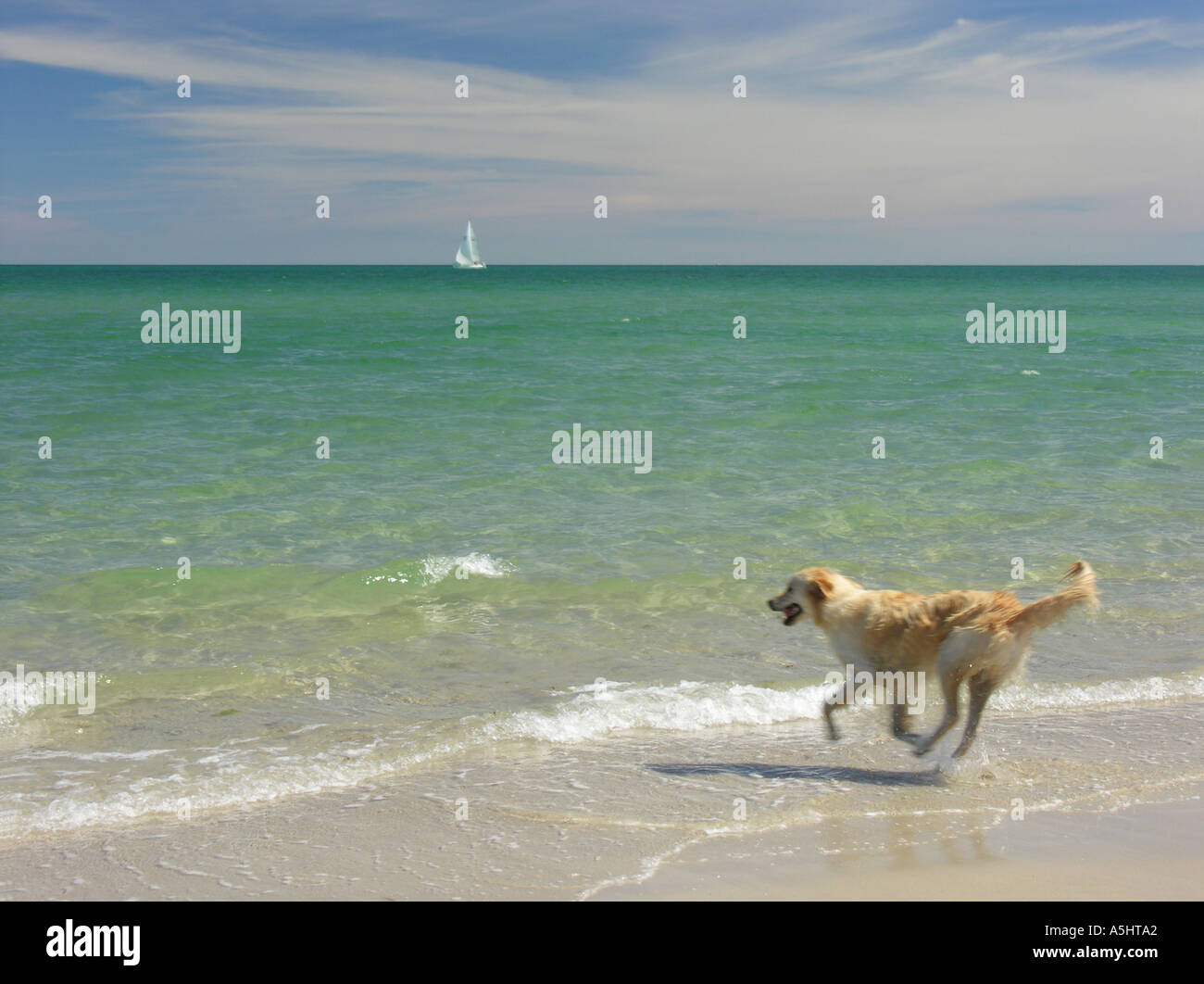 Golden retriever dog running into the sea Stock Photo - Alamy