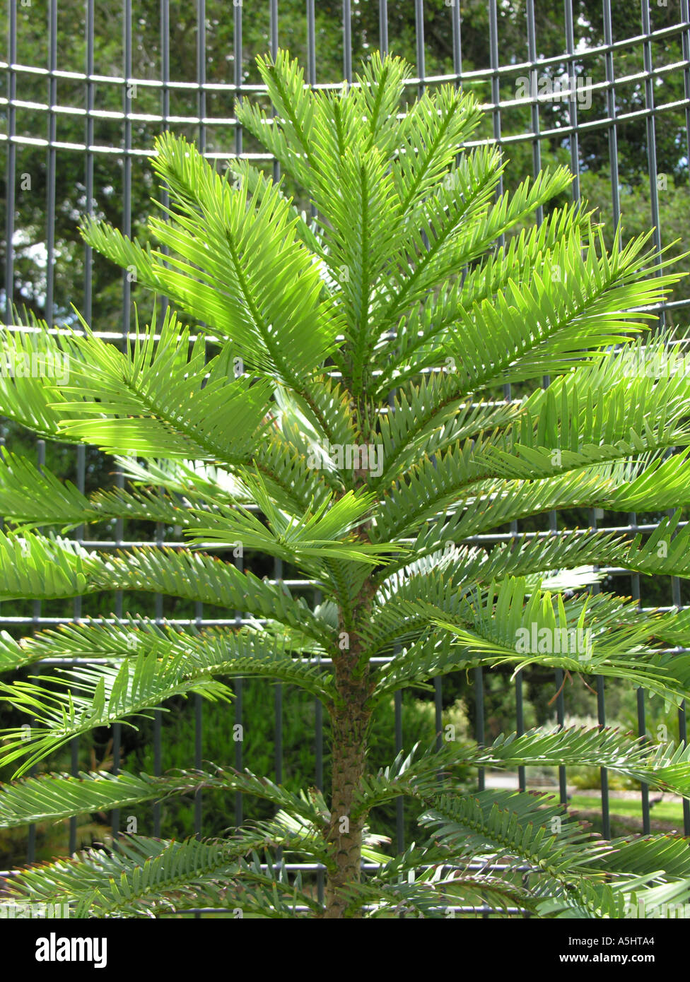 Wollemi fossil hi-res stock photography and images - Alamy