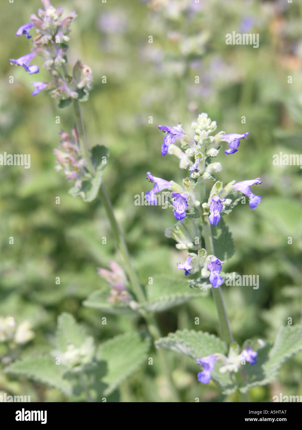 Catnip Nepeta cataria flowering Stock Photo - Alamy