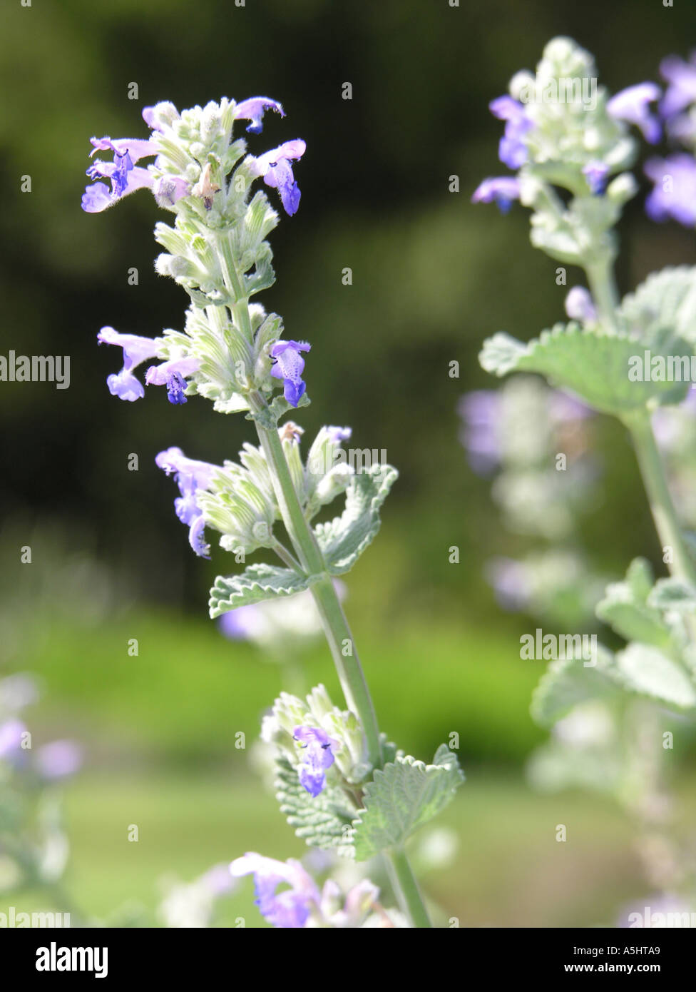 Catnip Nepeta cataria flowering Stock Photo - Alamy