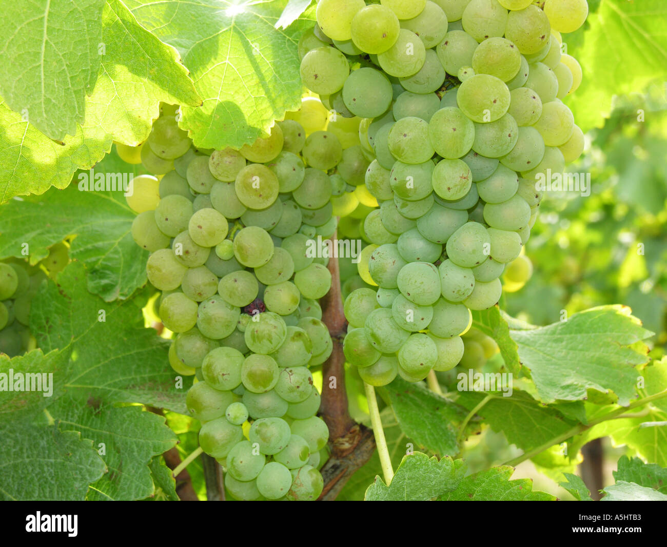 Semillion hi-res stock photography and images - Alamy