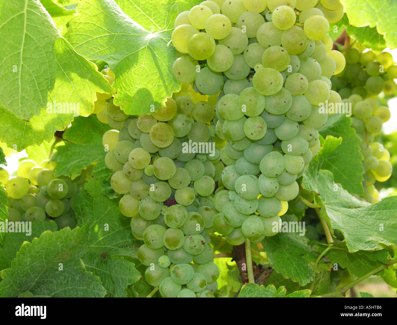 Semillion hi-res stock photography and images - Alamy