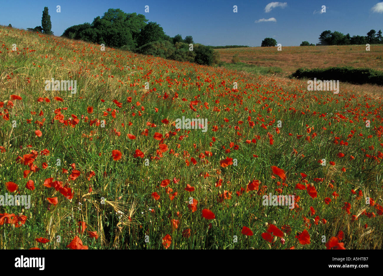 Poppy field northamptonshire england uk hi-res stock photography and ...