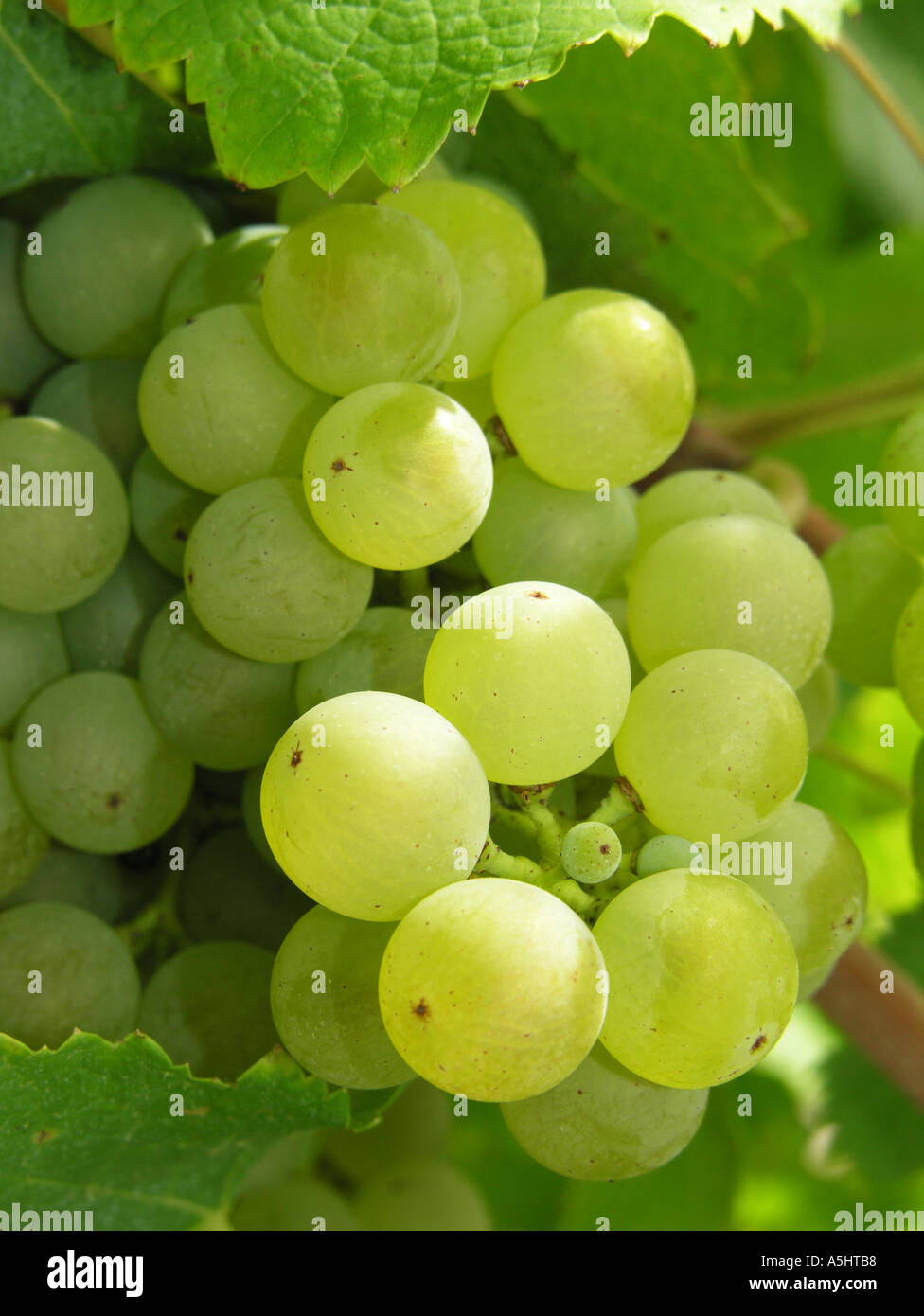 Semillion hi-res stock photography and images - Alamy