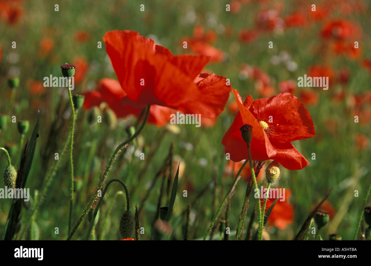 Common blood red colour hi-res stock photography and images - Alamy