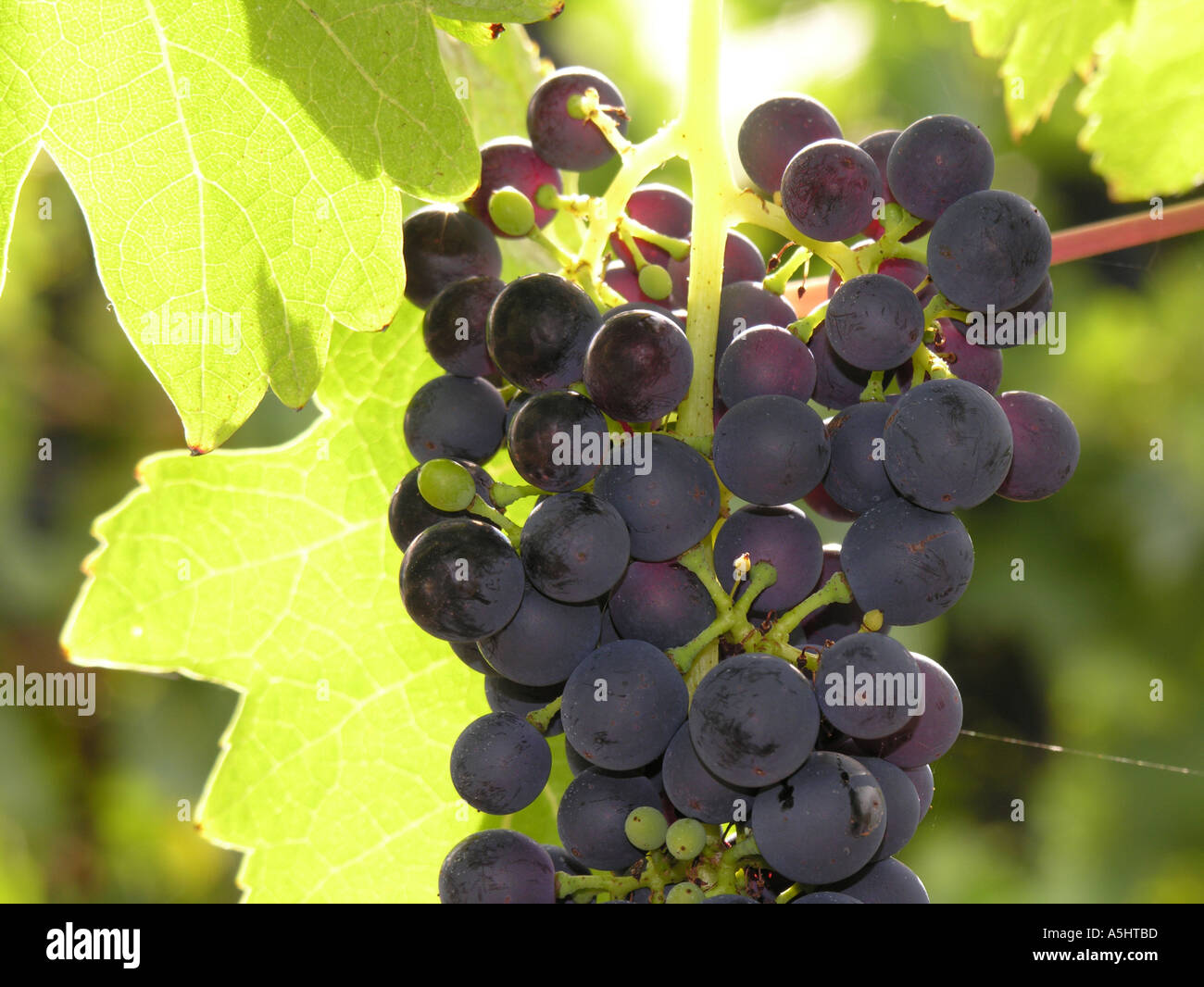 Dark vine hi-res stock photography and images - Alamy
