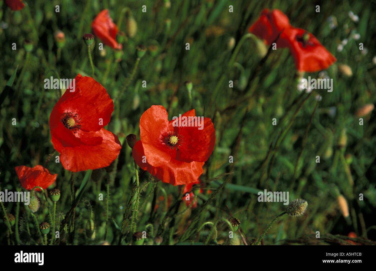 Poppy field northamptonshire england uk hi-res stock photography and ...