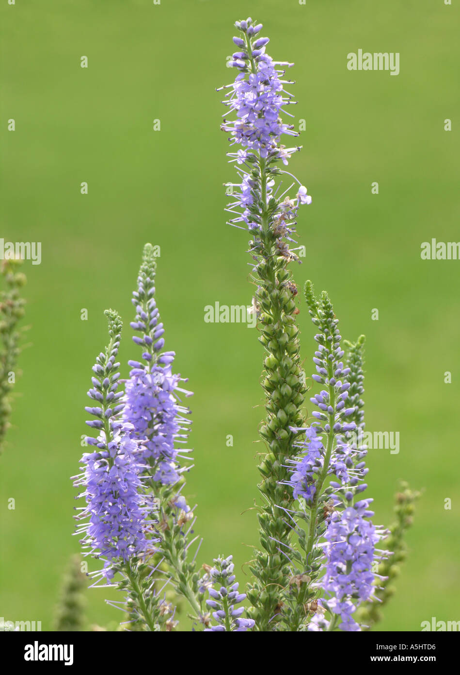 Longleaf Speedwell High Resolution Stock Photography and Images - Alamy