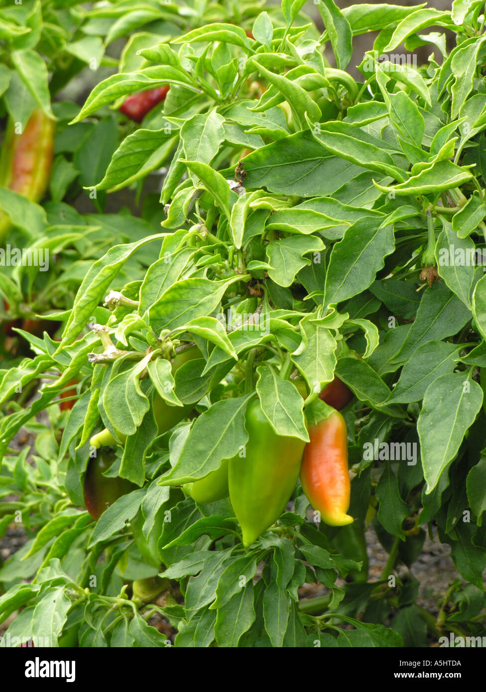 Capsicum chilli pepper plant with flowers and fruits Stock Photo - Alamy