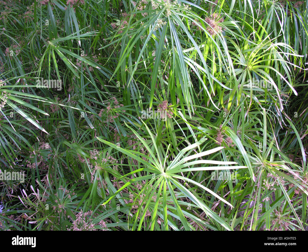 Papyrus leaves hi-res stock photography and images - Alamy