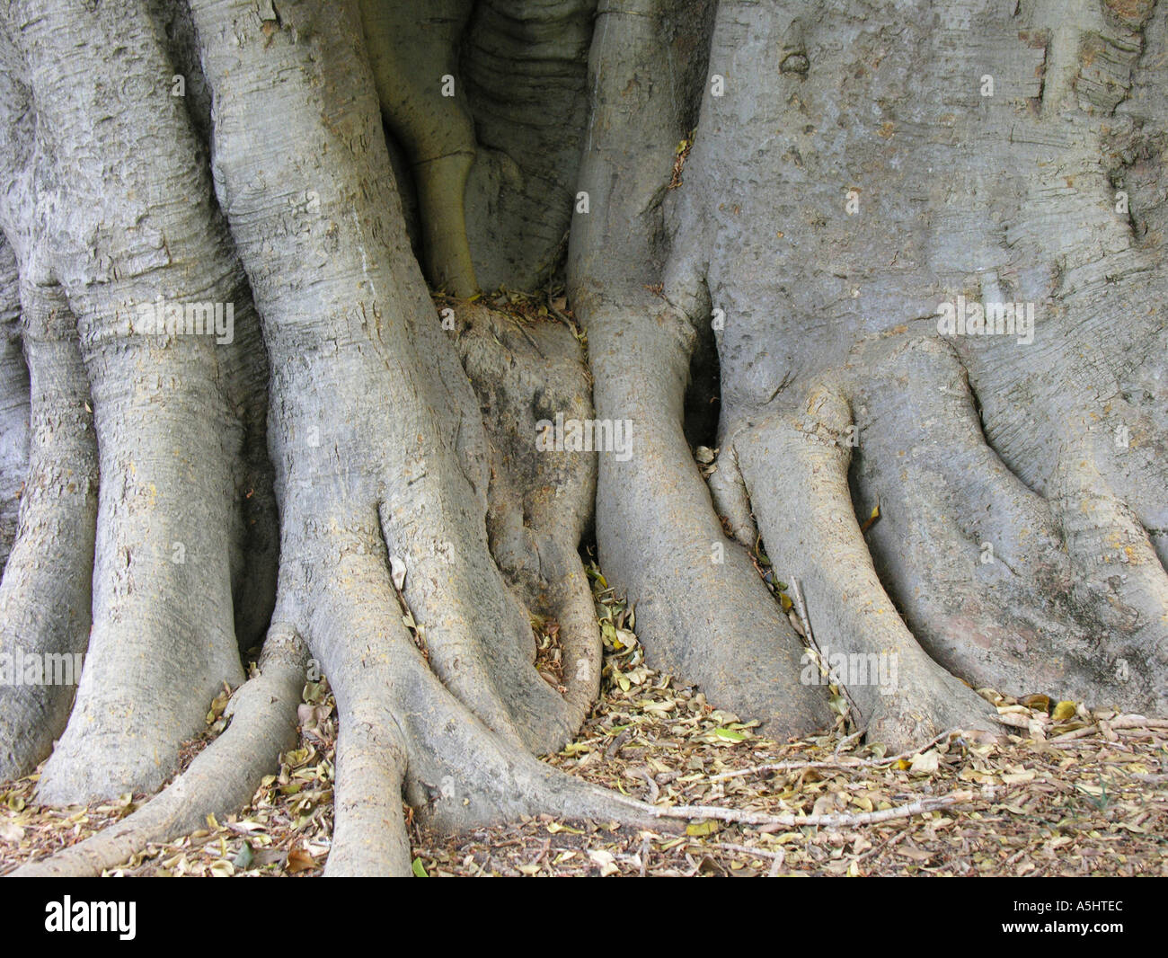 Baileys fig hi-res stock photography and images - Alamy