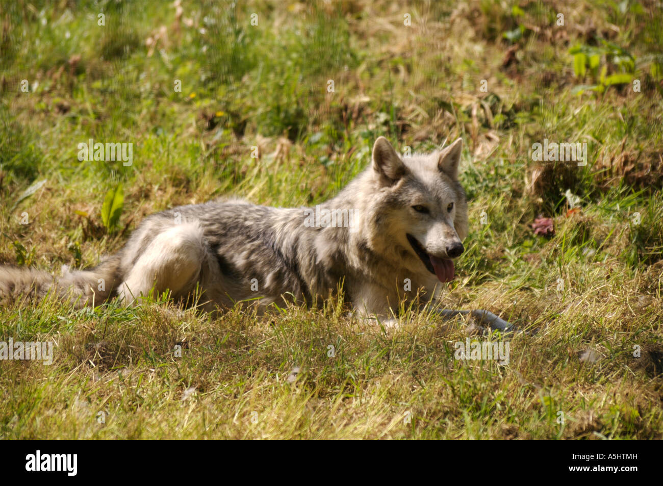 Uk wolf centre hi-res stock photography and images - Alamy