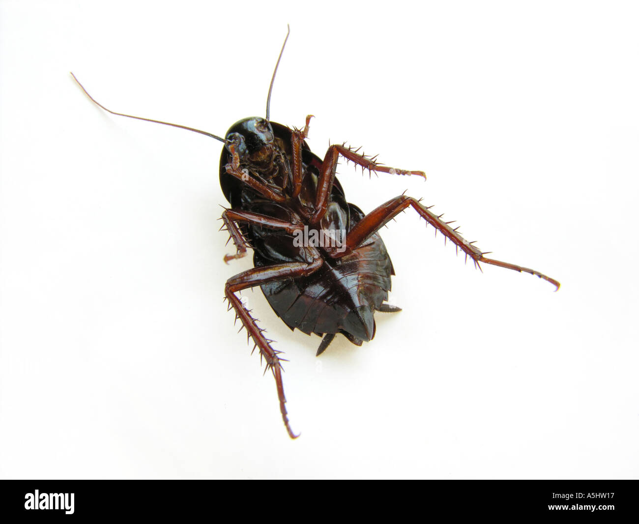 Cockroach underside hi-res stock photography and images - Alamy