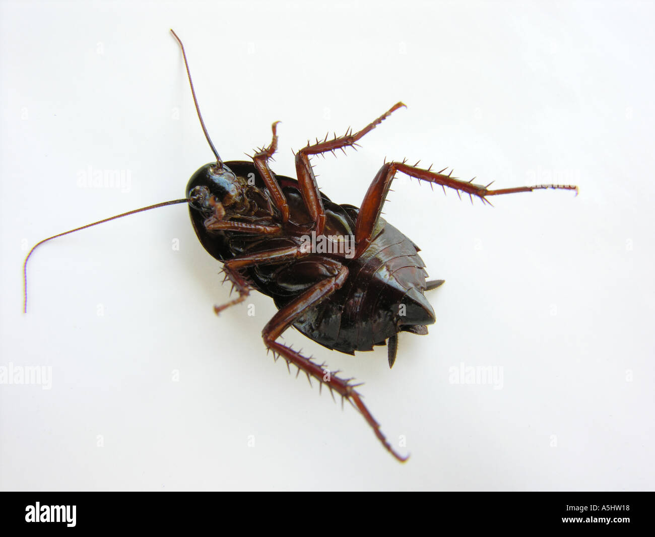 Cockroach underside hi-res stock photography and images - Alamy