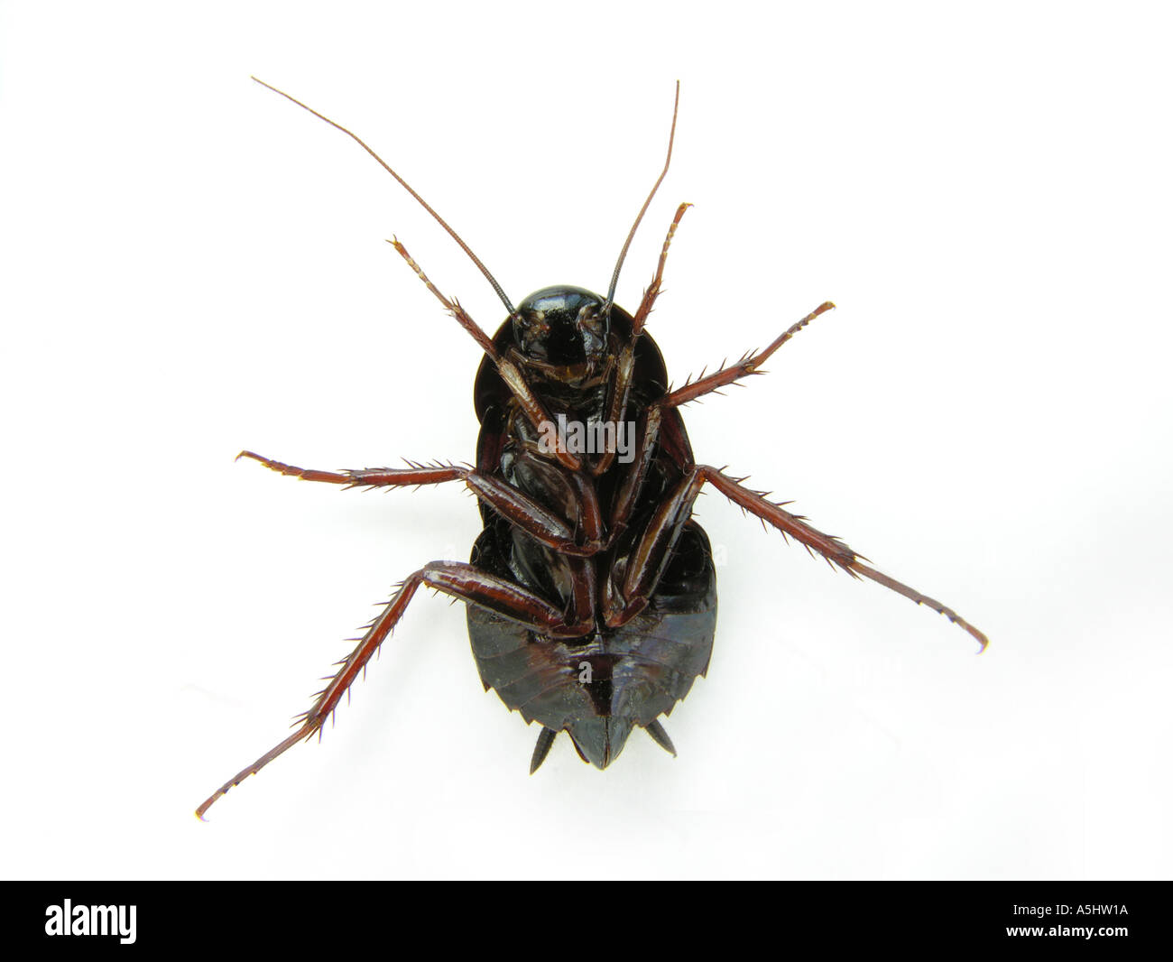 Cockroach underside hi-res stock photography and images - Alamy
