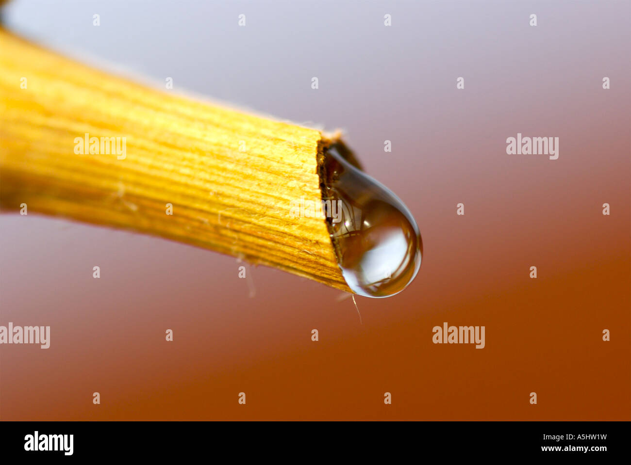 Dripping vine hi-res stock photography and images - Alamy