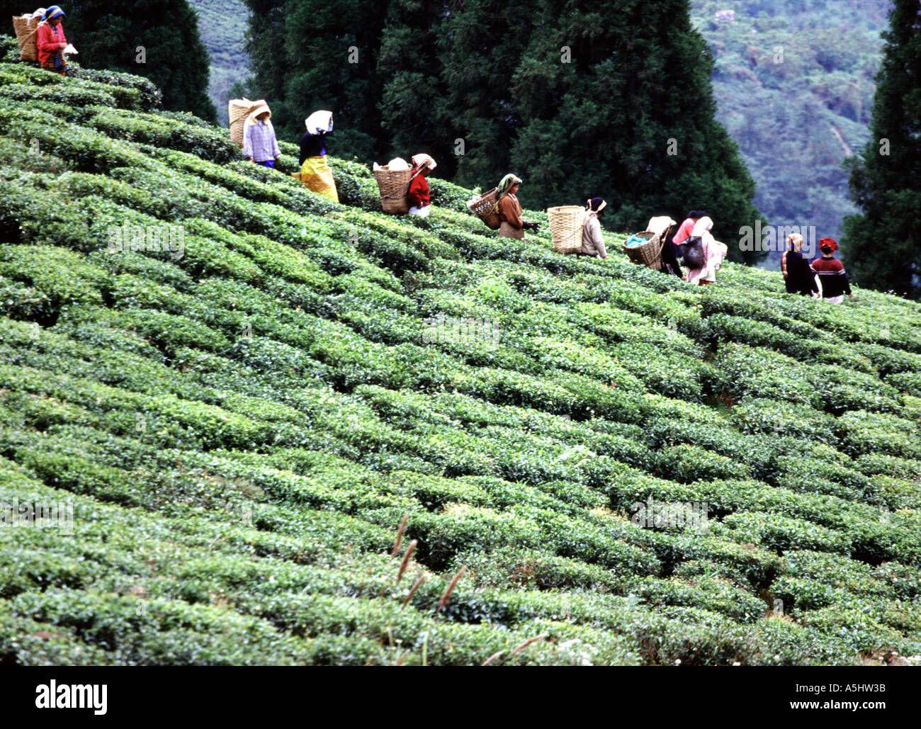 Women tea pickers at a tea plantation in Darjeeling West Bengal India ...