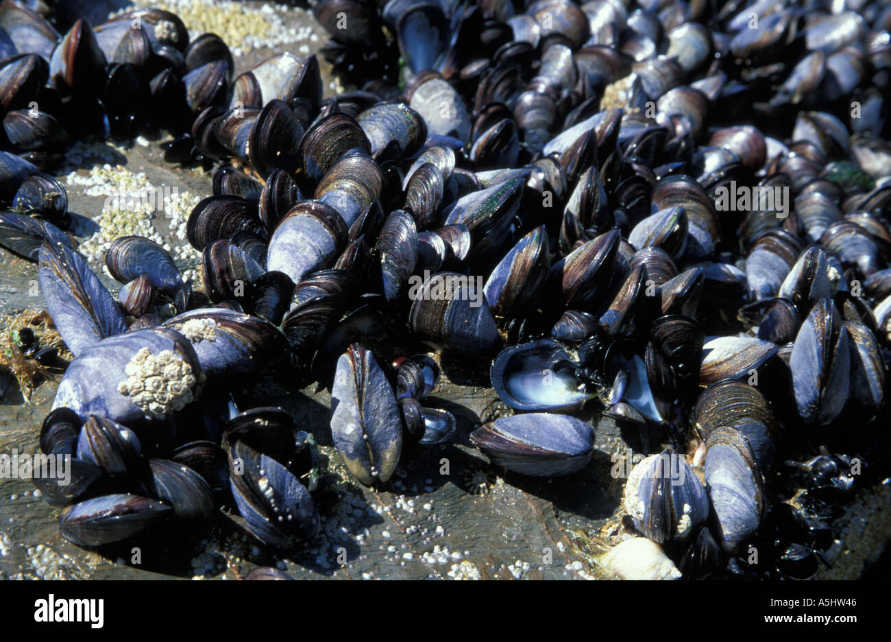 Mussels cornwall cornish england english hi-res stock photography and ...