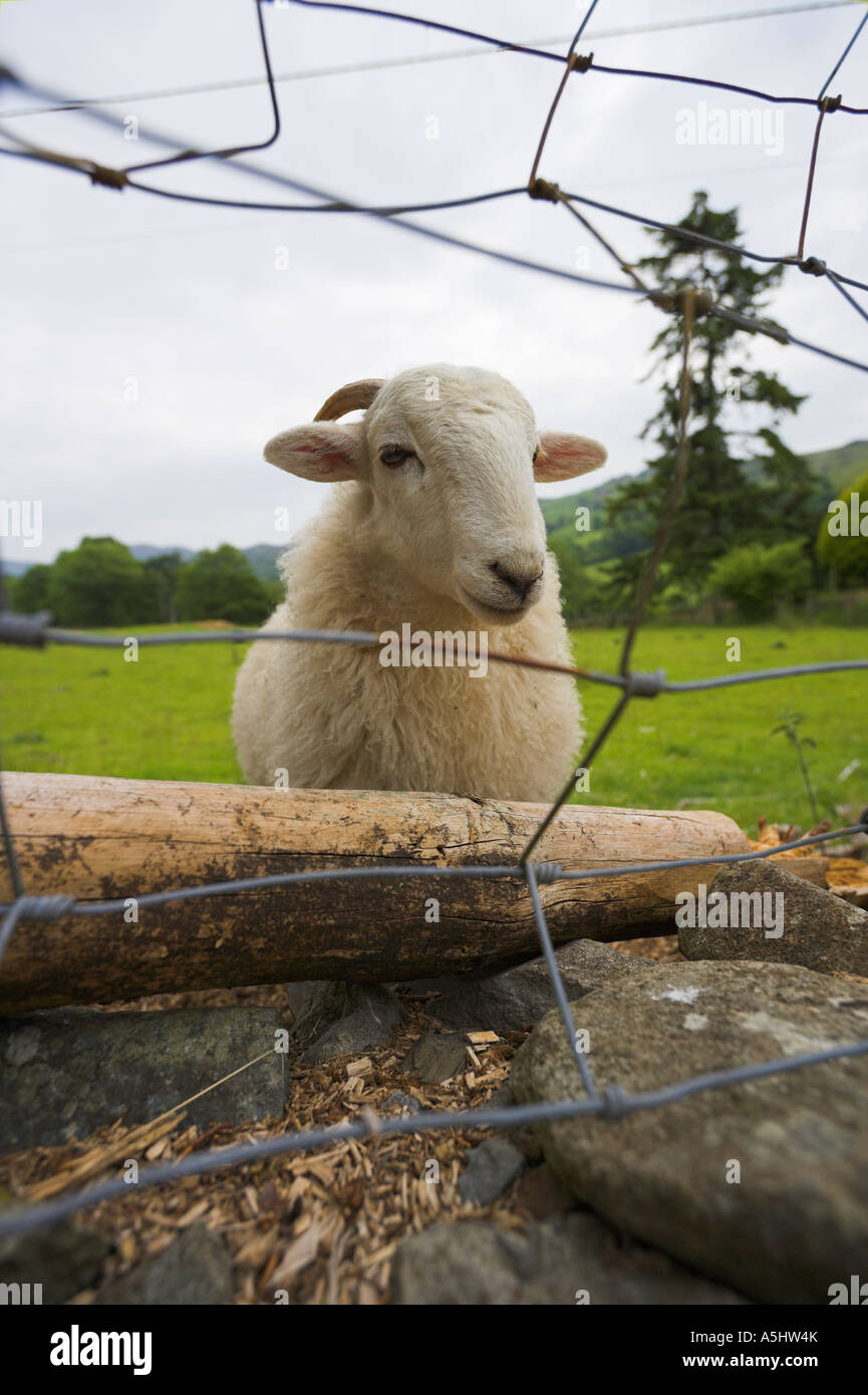 tame young sheep with short horns looking through a wire netting fence ...