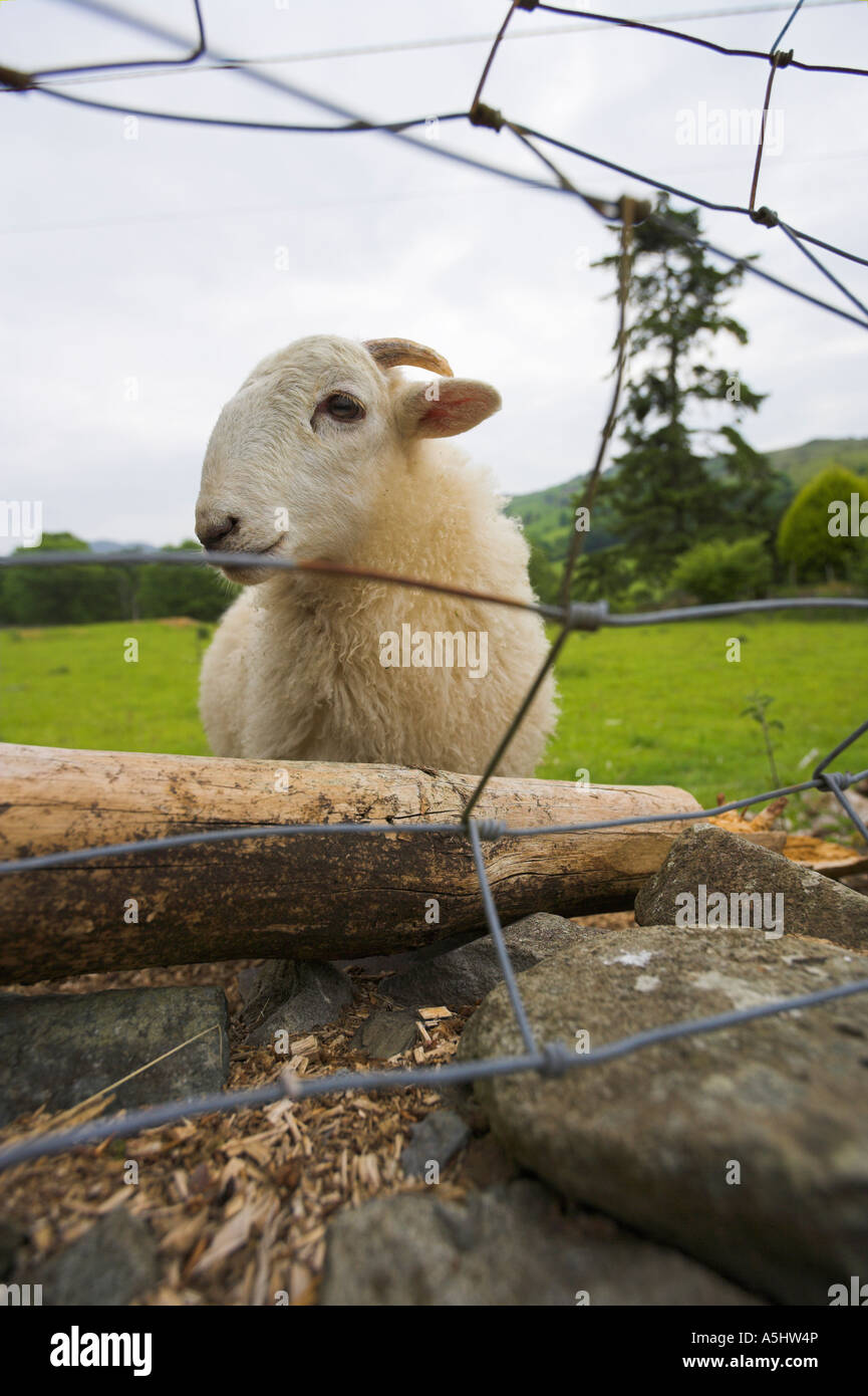 tame young sheep with short horns looking through a wire net fence ...