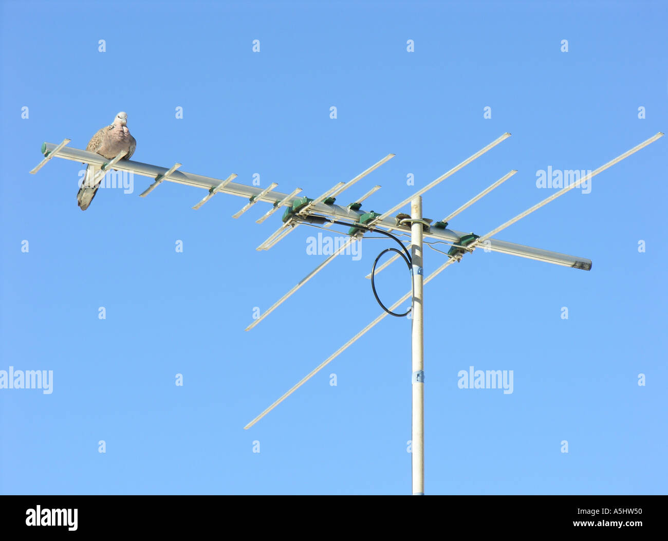 Dove sitting on rooftop TV antenna Stock Photo - Alamy