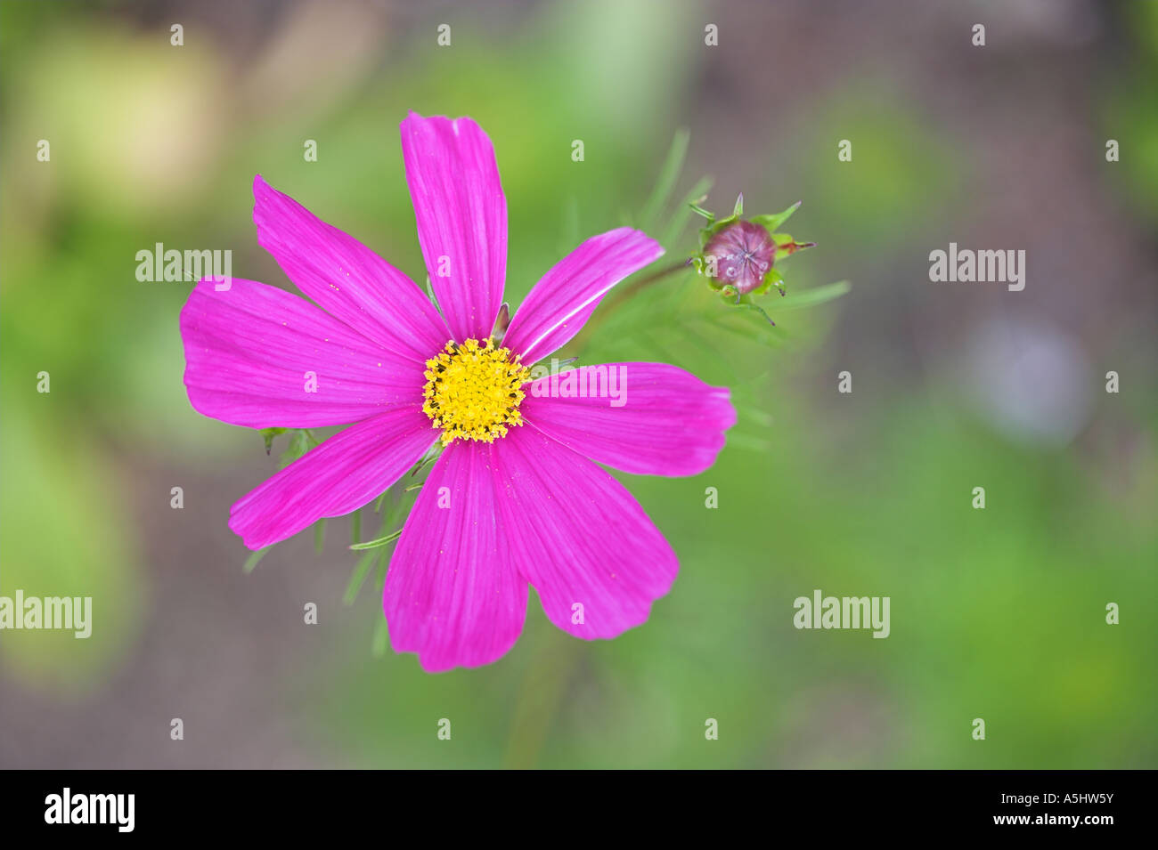 Deep pink flower head of a Cosmos Stock Photo - Alamy