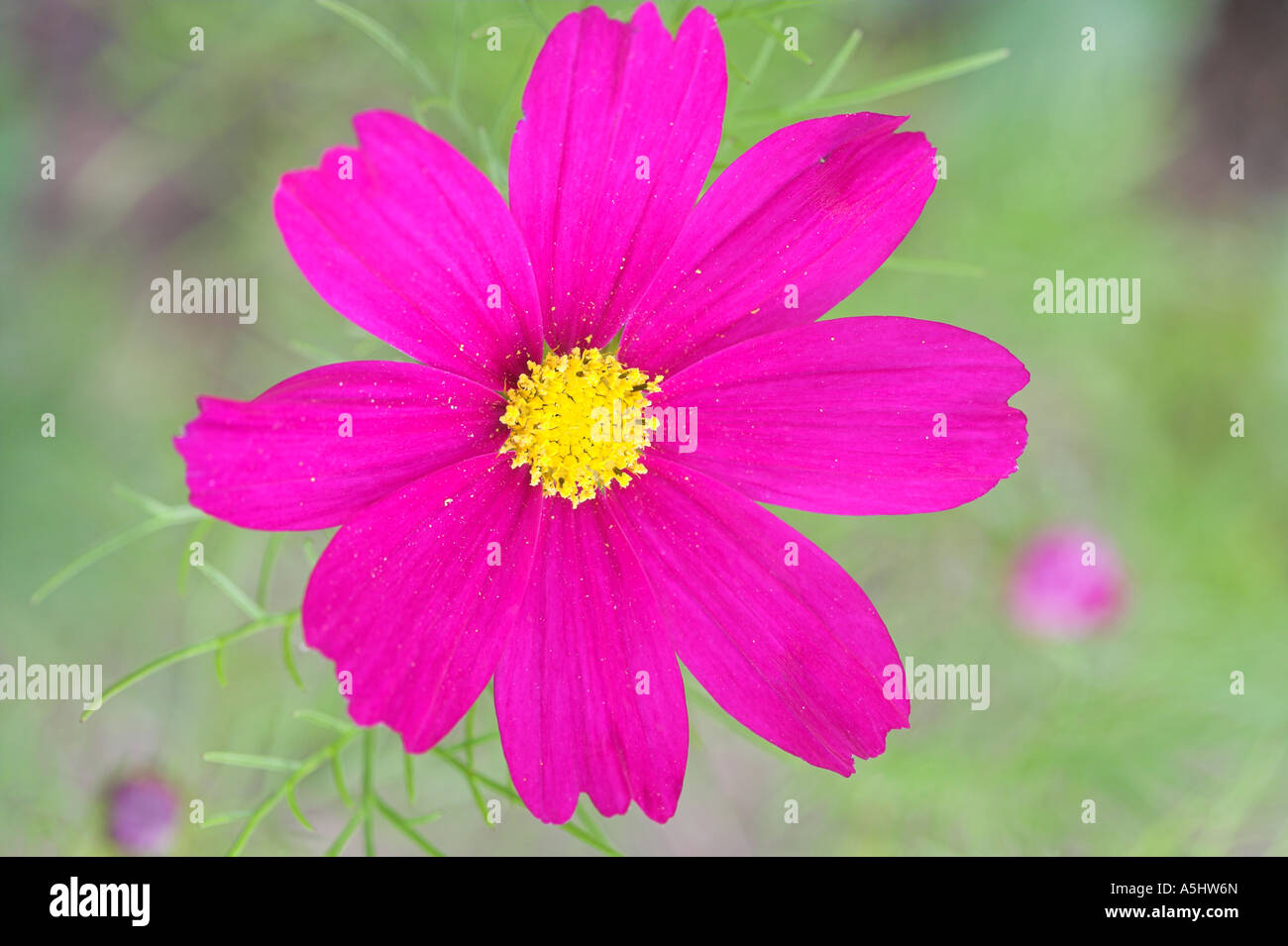 Deep pink flower head of a Cosmos Stock Photo - Alamy