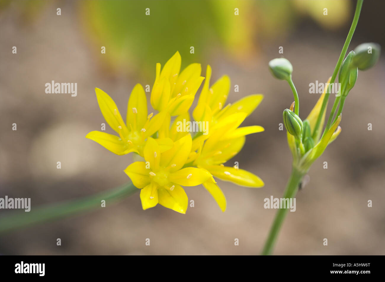 Bright yellow flower head Stock Photo - Alamy