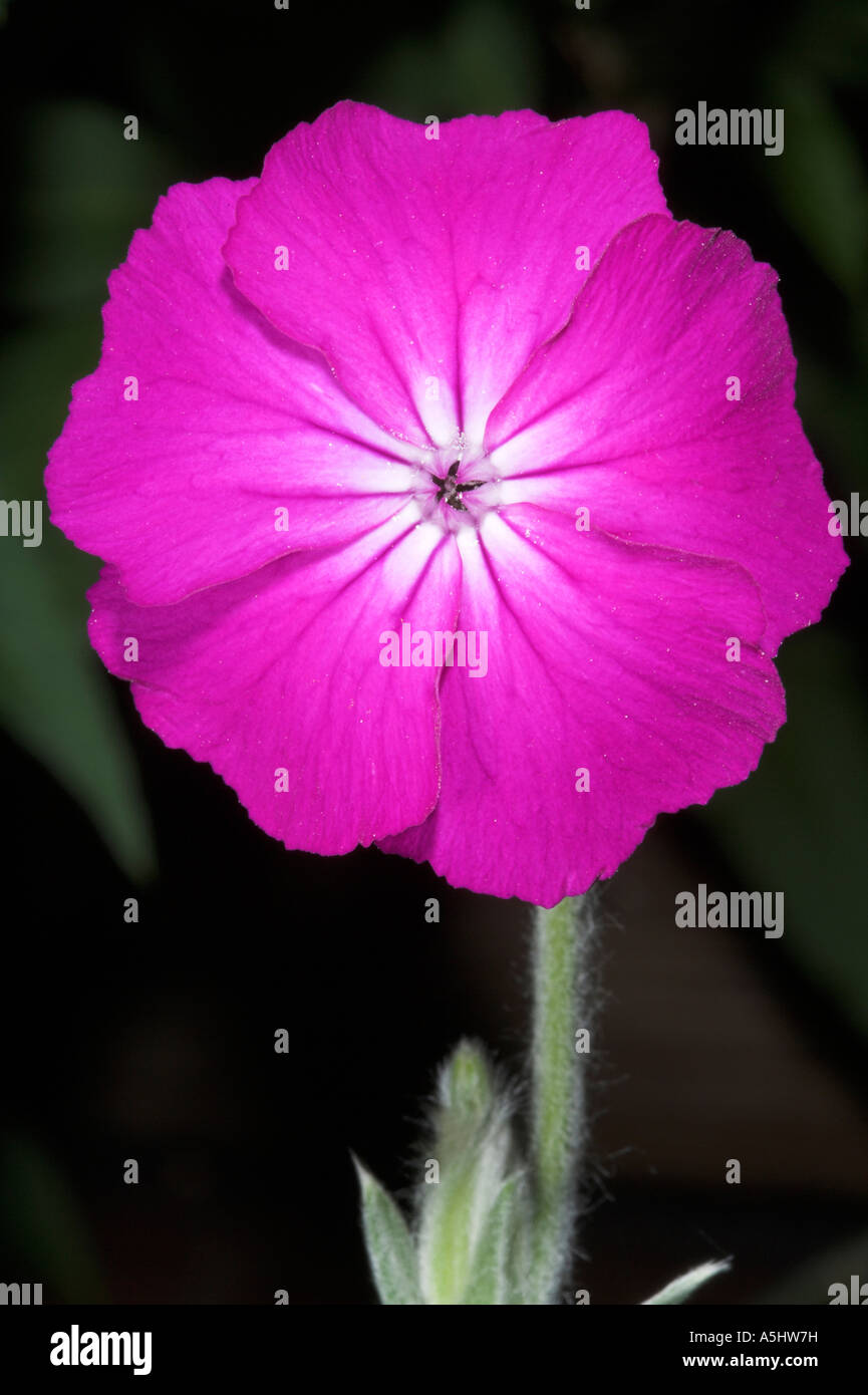 Deep pink flower head on dark background petals starlike stalk Stock ...