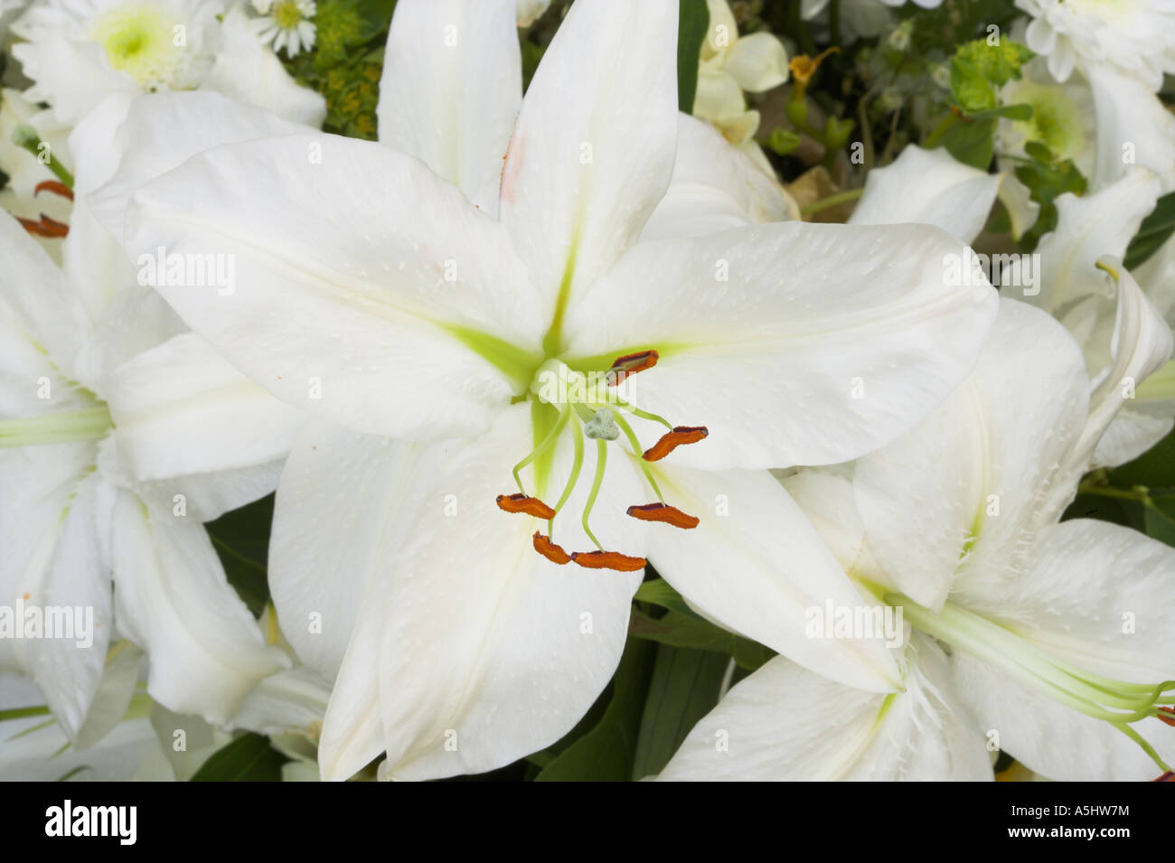 white lily lilium open flowerhead Stock Photo - Alamy