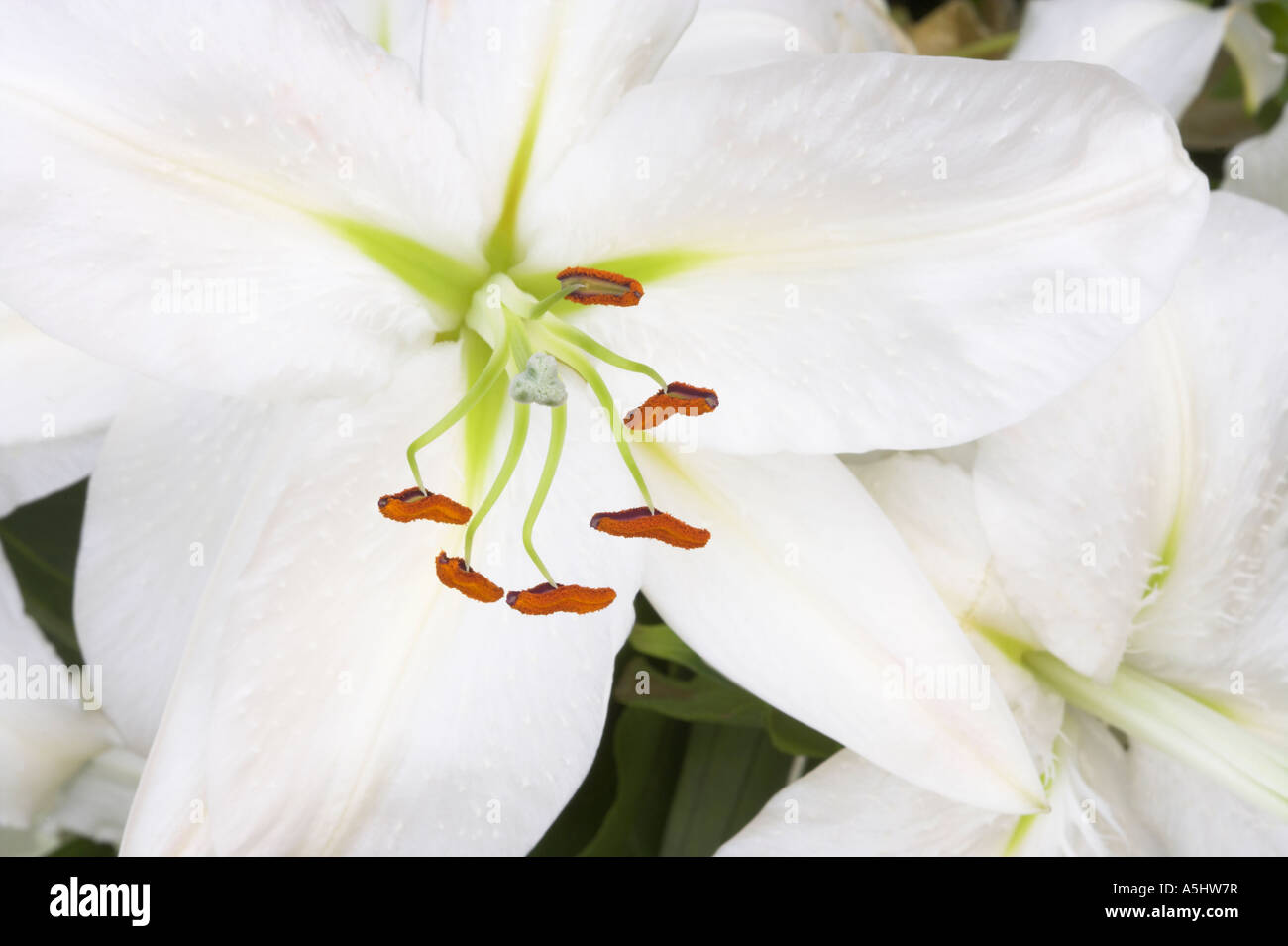 white lily lilium open flowerhead Stock Photo - Alamy
