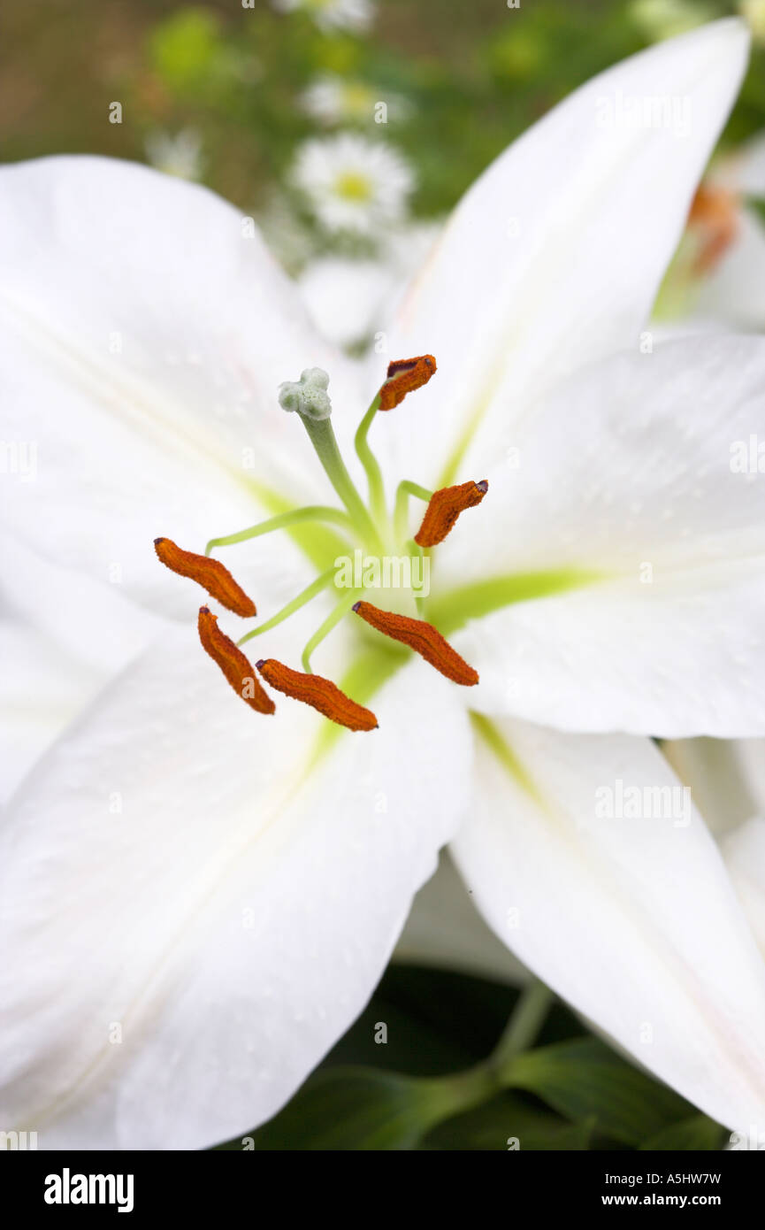 white lily lilium open flowerhead Stock Photo - Alamy