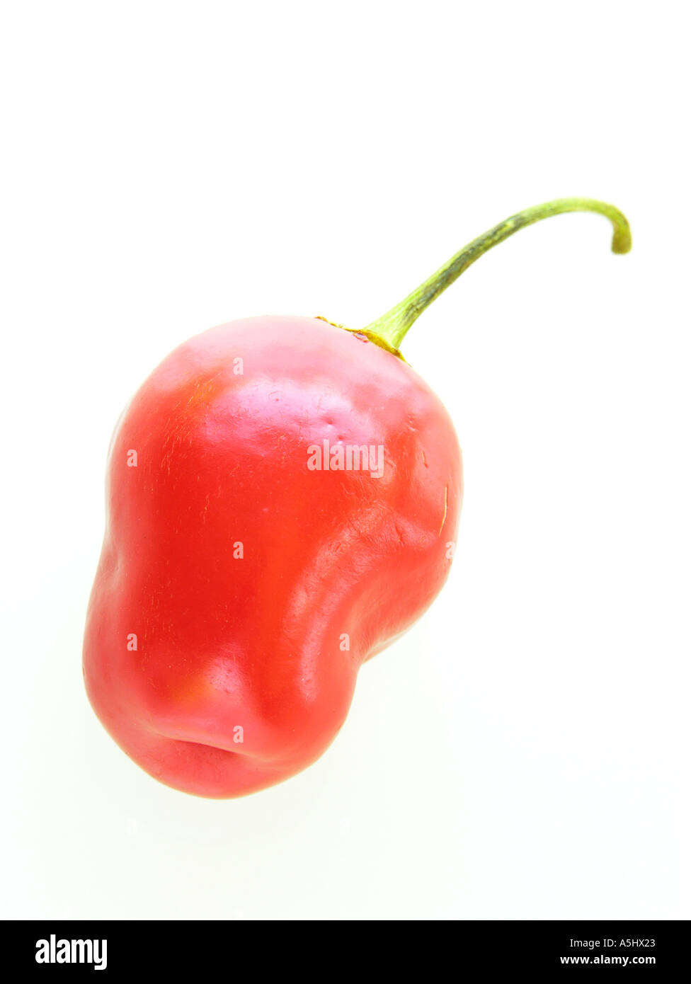 Red chilli pepper Capsicum pubescens Rocoto Monzano Stock Photo - Alamy