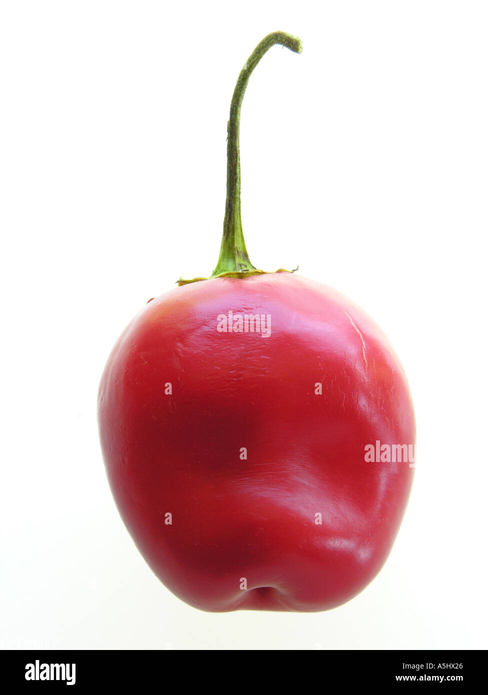 Red chilli pepper Capsicum pubescens Rocoto Monzano Stock Photo - Alamy