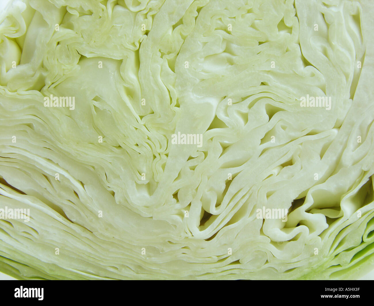 White cabbage cut in half Stock Photo - Alamy