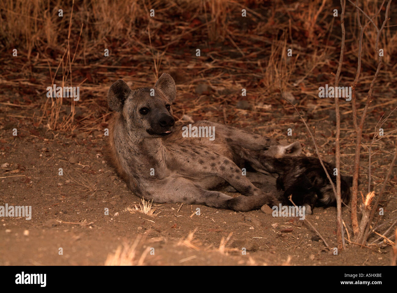 Spotted Hyaena Crocuta crocuta Young cubs suckling Photographed in wild ...