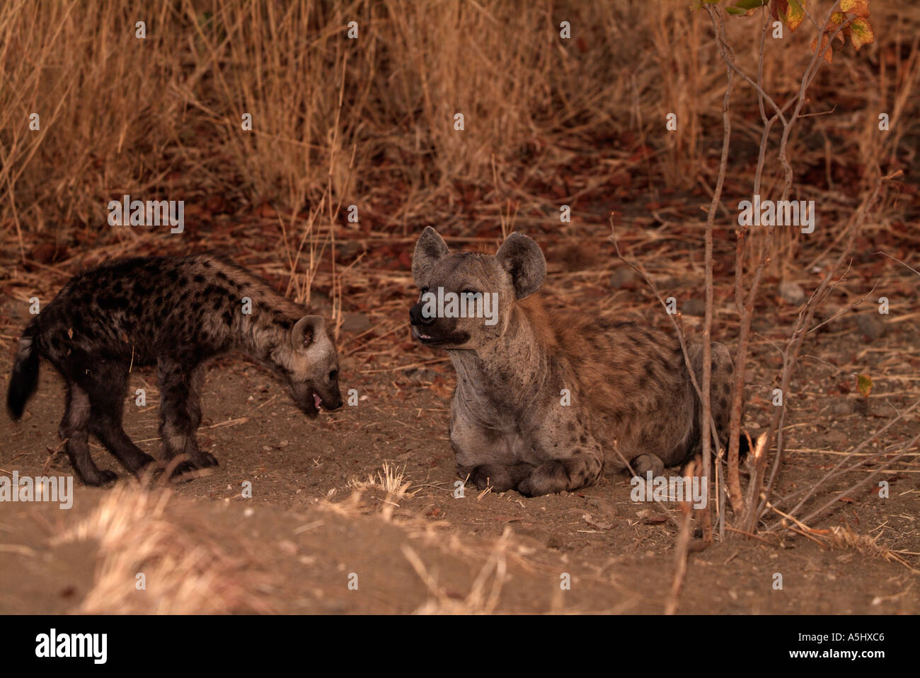Spotted Hyaena Crocuta crocuta Female and cub Photographed in wild ...