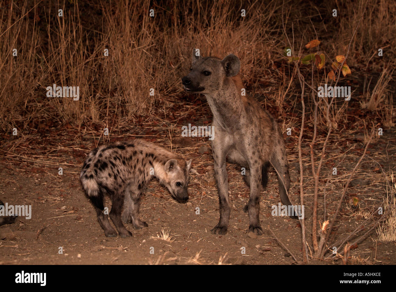 Spotted Hyaena Crocuta crocuta Female and cub Photographed in wild ...